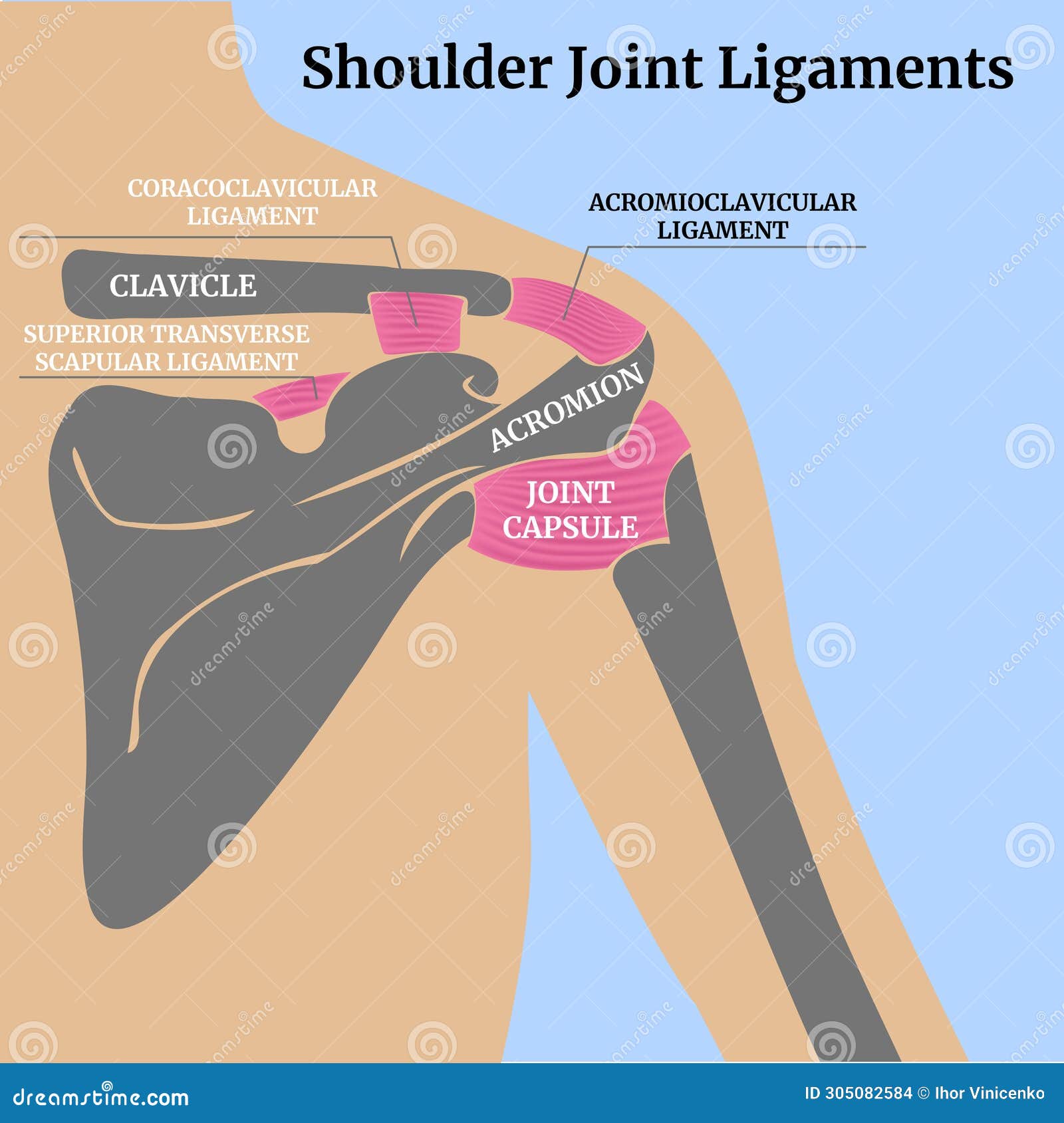 Cross-sectional Anatomy of Human Muscles and Bones Stock Vector ...