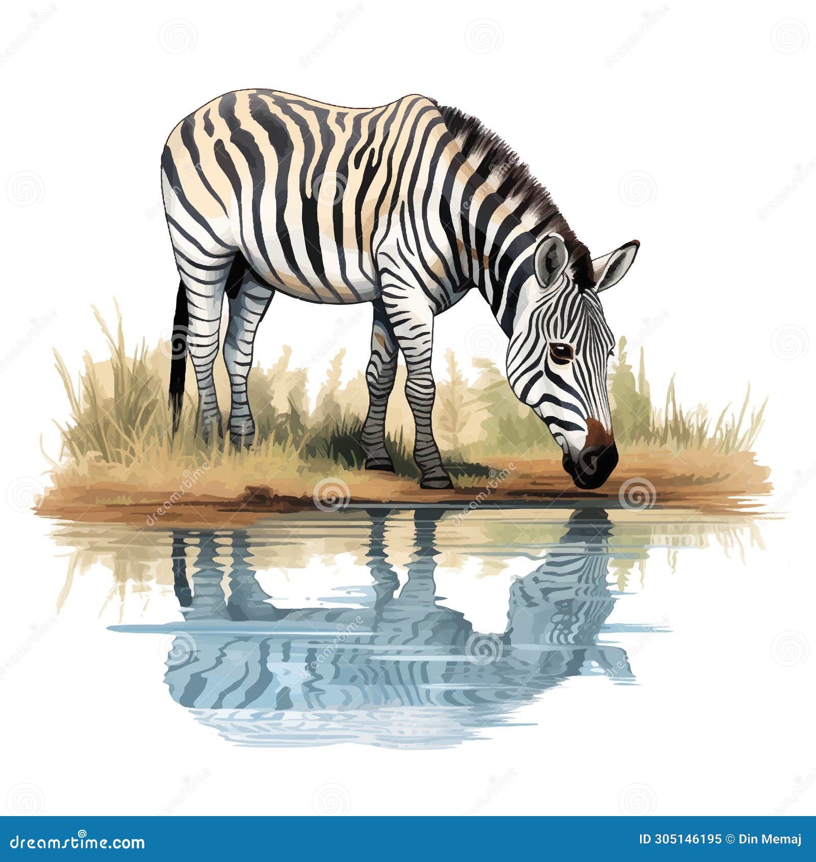 Zebra Drinking Water Drawing