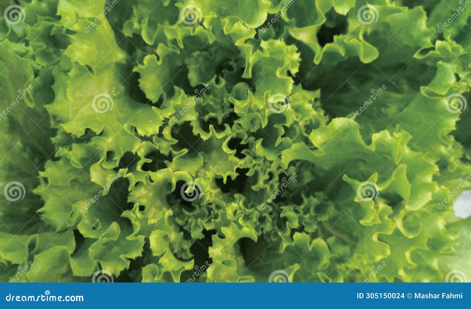 Background, Fresh Green Vegetables, Lettuce Leaves are Stunningly ...