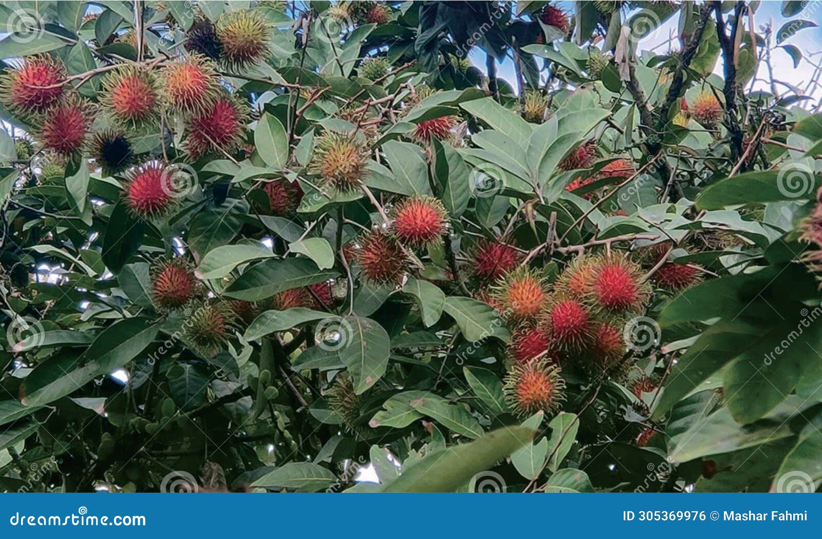 The Rambutan Fruit Hanging on the Tree is Partly Ripe and Ready ...