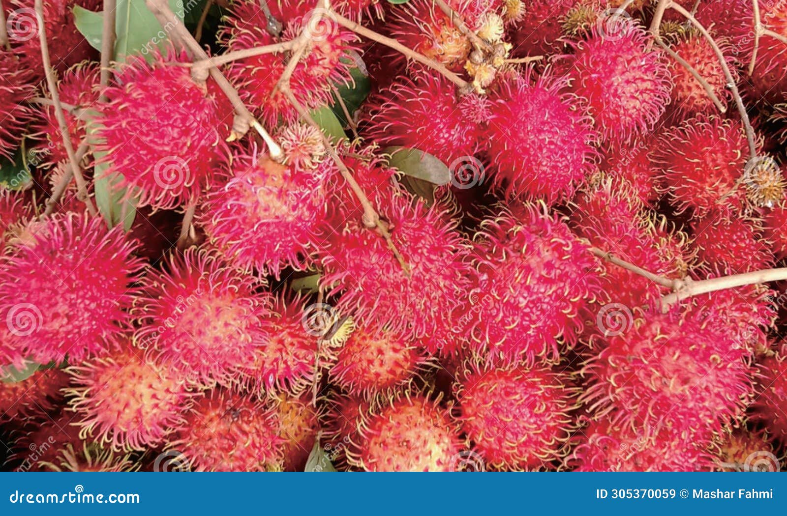 Manalagi Rambutan with Its Characteristic Bright Red Color Tastes Very ...