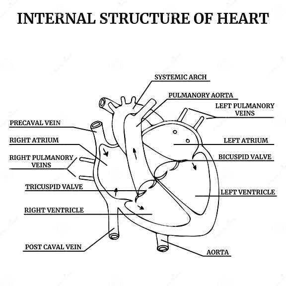 Anatomical Structure of the Heart, Diagram with Descriptions. Stock ...