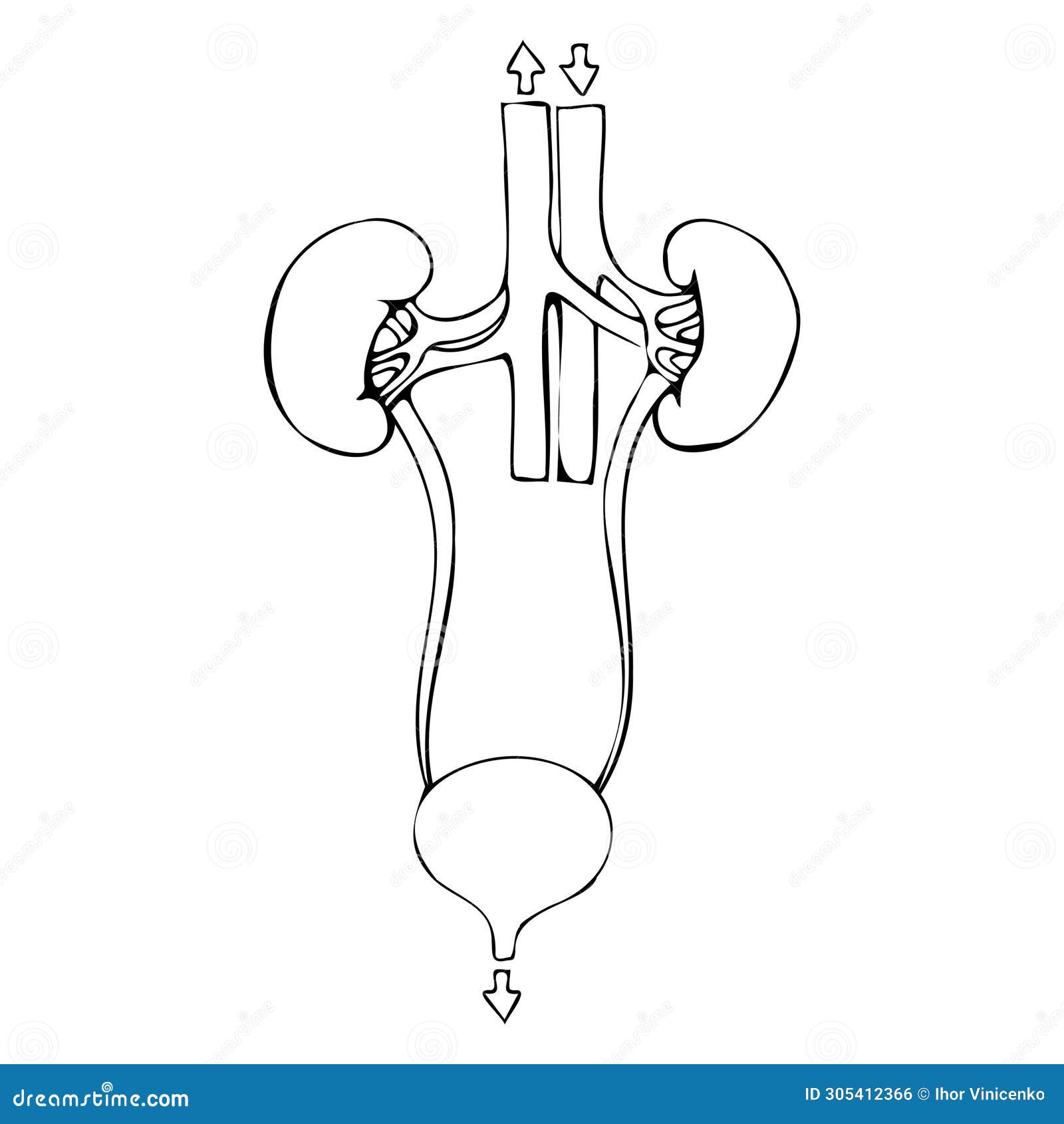 Linear Drawing of the Human Urinary System. Stock Vector - Illustration ...