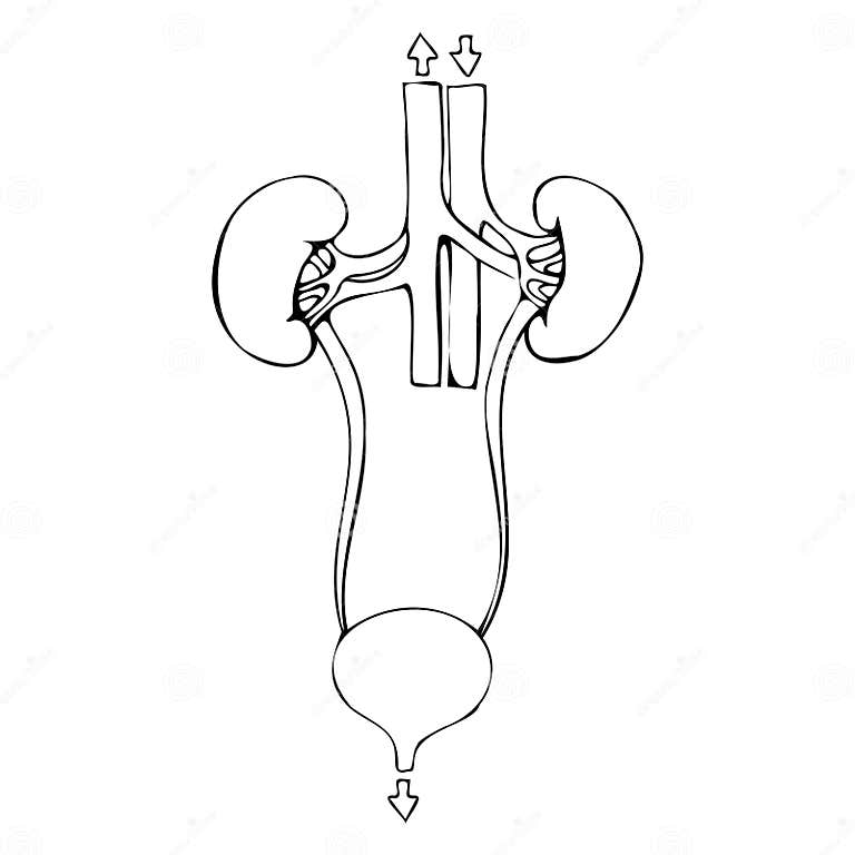 Linear Drawing of the Human Urinary System. Stock Vector - Illustration ...