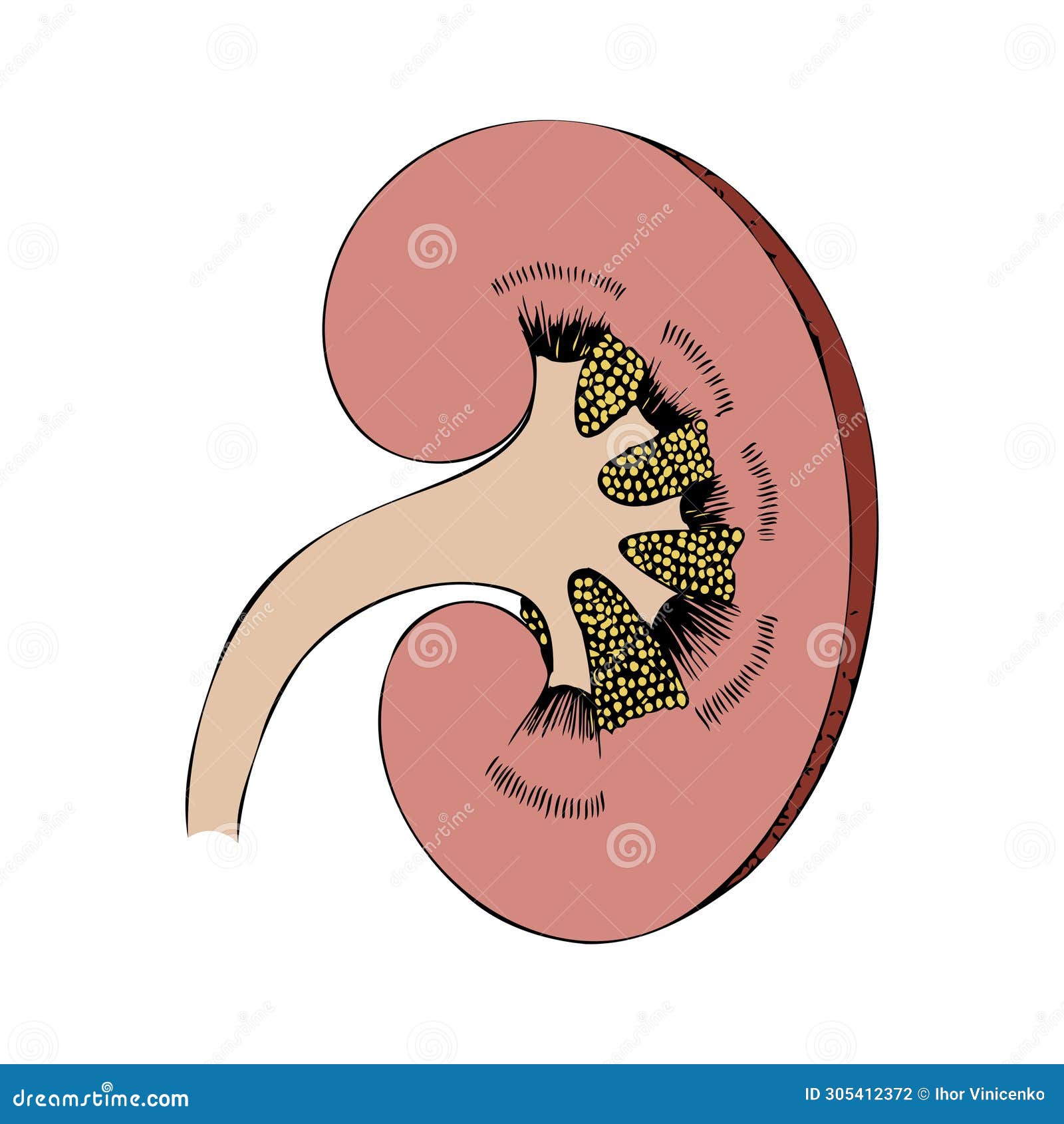 Kidney Vector Illustration. Sticker or Icon Stock Illustration ...