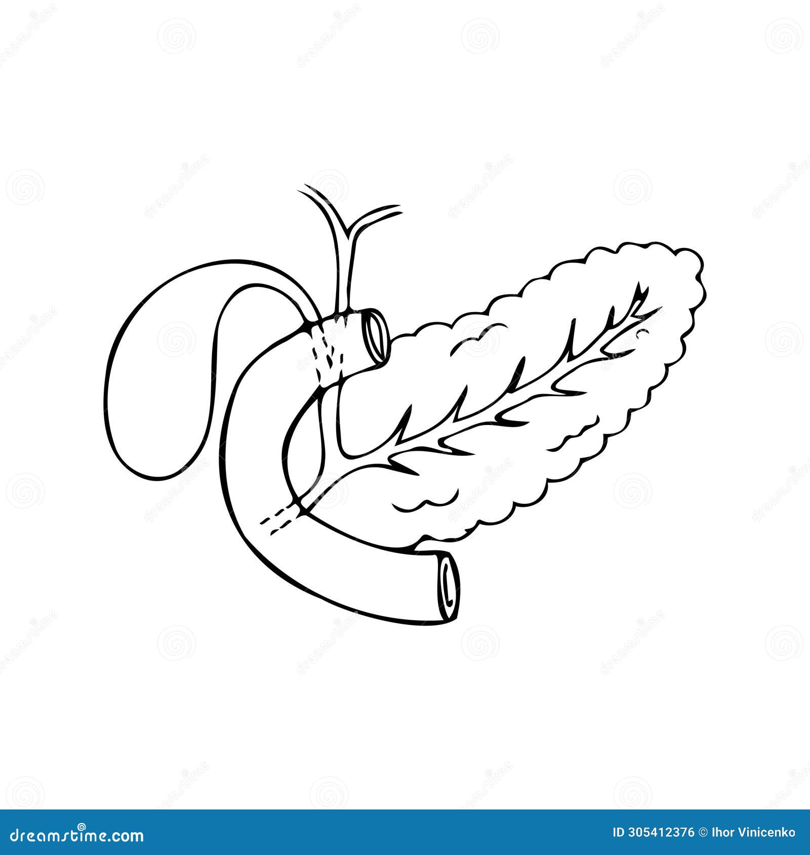 Linear Drawing Of The Pancreas And Duodenum. Gallbladder Vector ...
