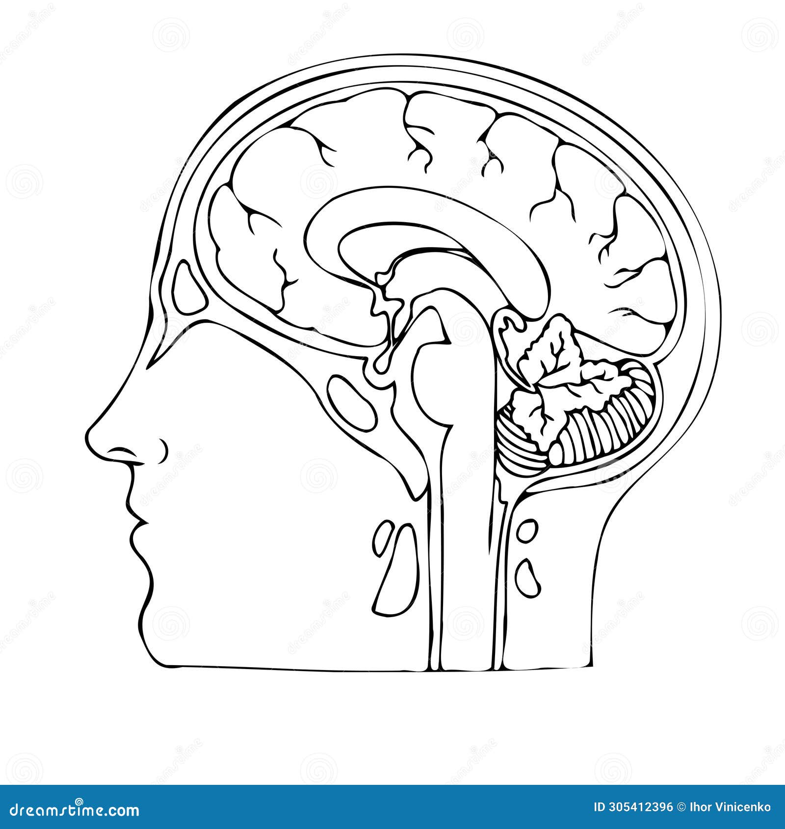 Linear Drawing of the Human Brain in Longitudinal Section. Stock ...