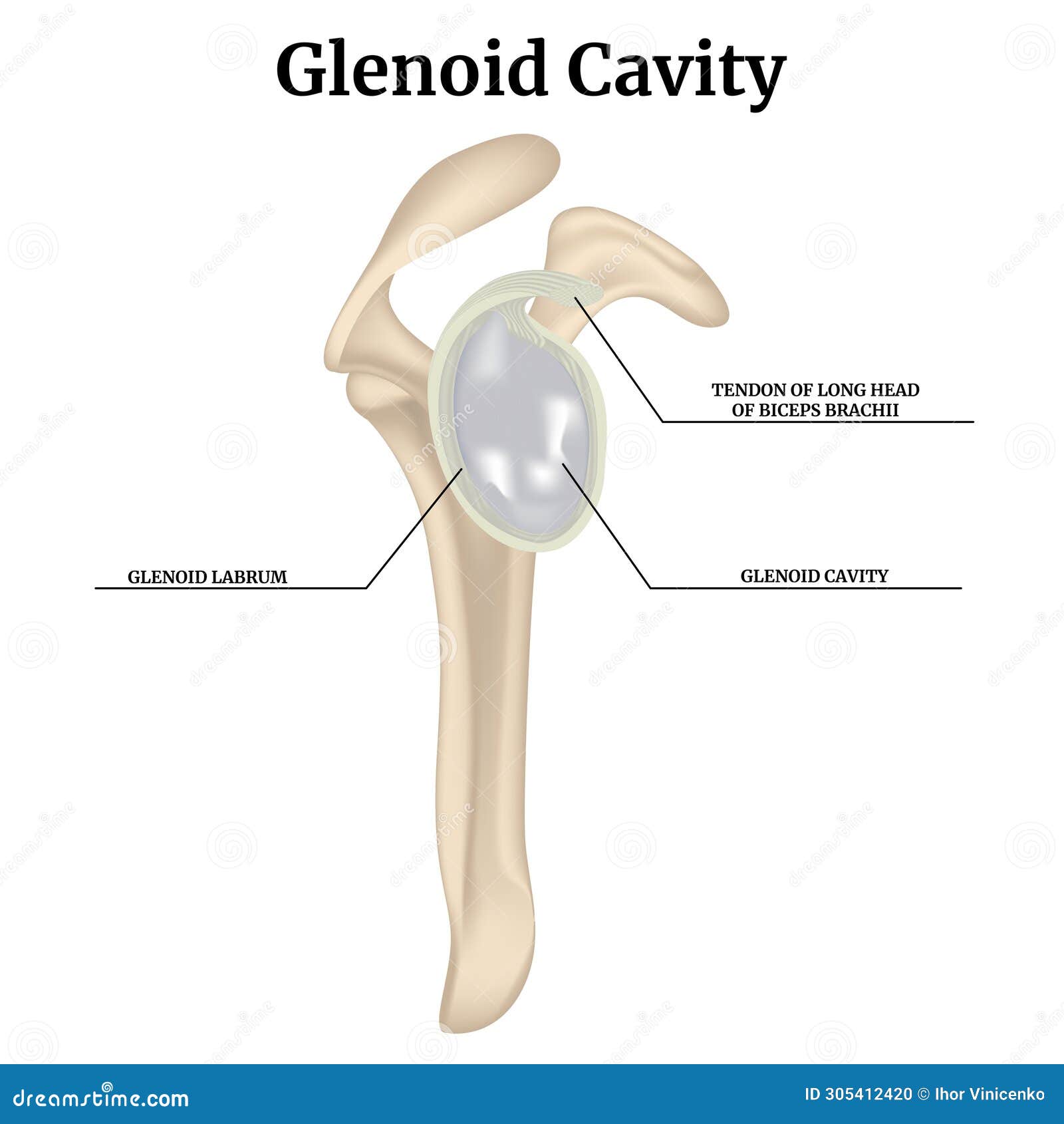 Realistic Collarbone On A Blue Background. Anatomy Of The Glenoid ...