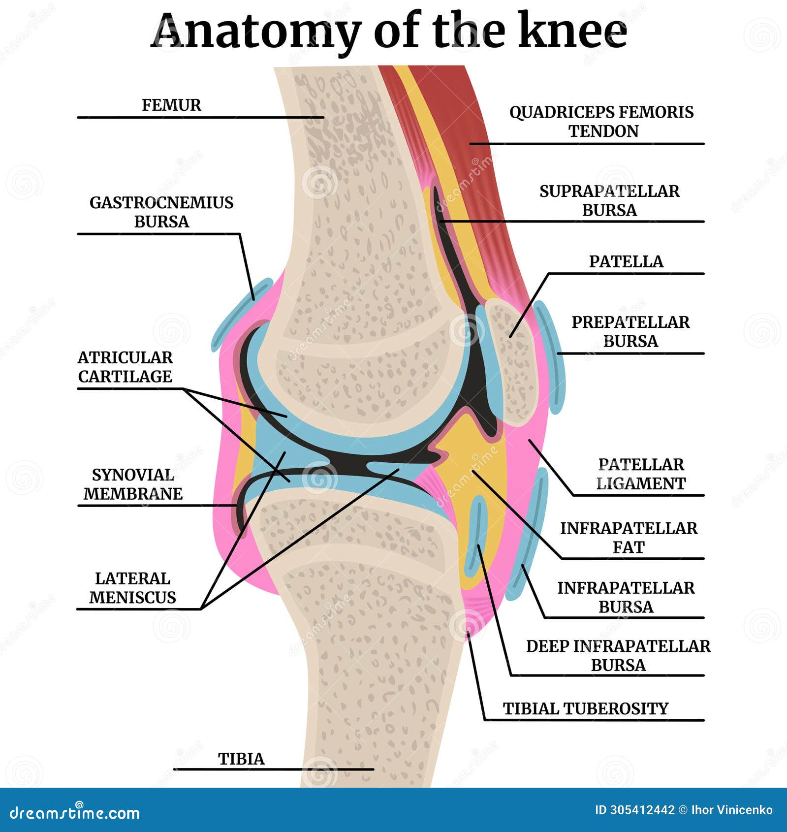Anatomy of the Human Knee Joint in Cross Section. Stock Vector ...