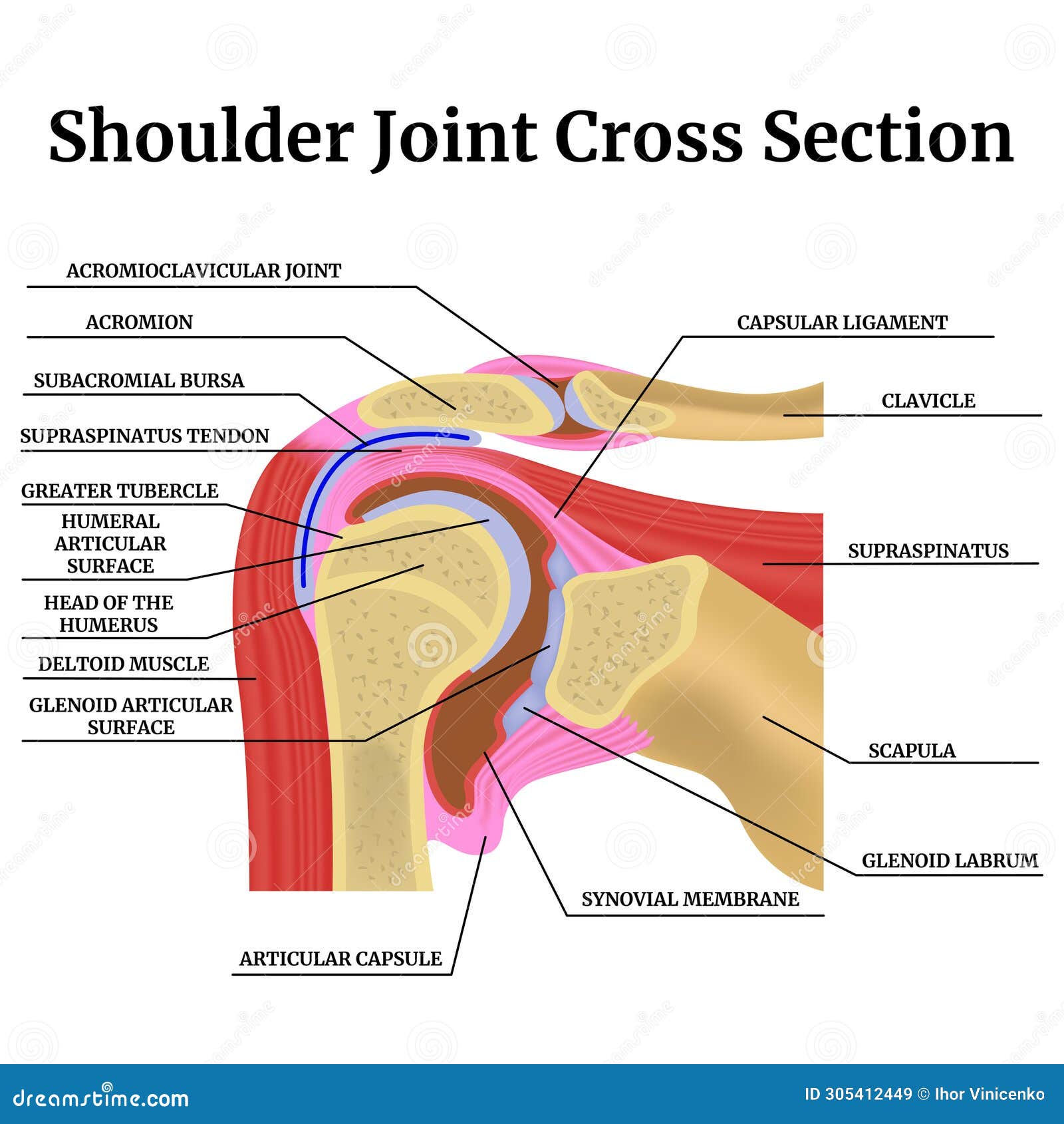 Anatomy of the Human Shoulder Joint in Cross Section. Stock ...