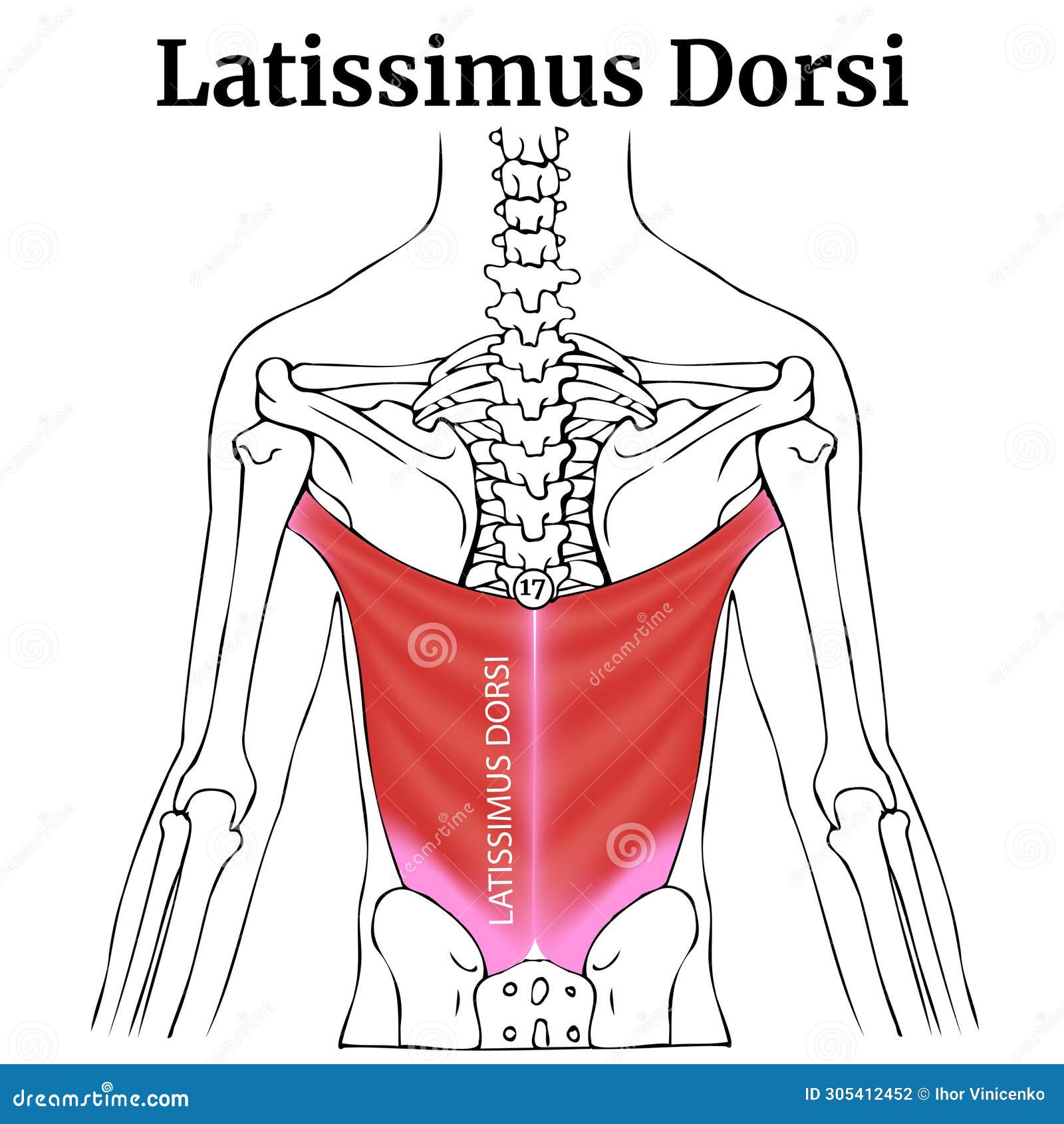 Human Anatomy, Torso. Latissimus Dorsi Muscle Stock Illustration ...