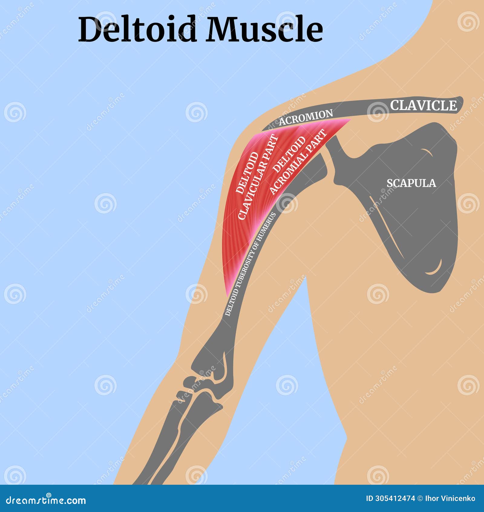 Brachial Muscle. Medical Poster With A Human Torso And Bones Of The ...