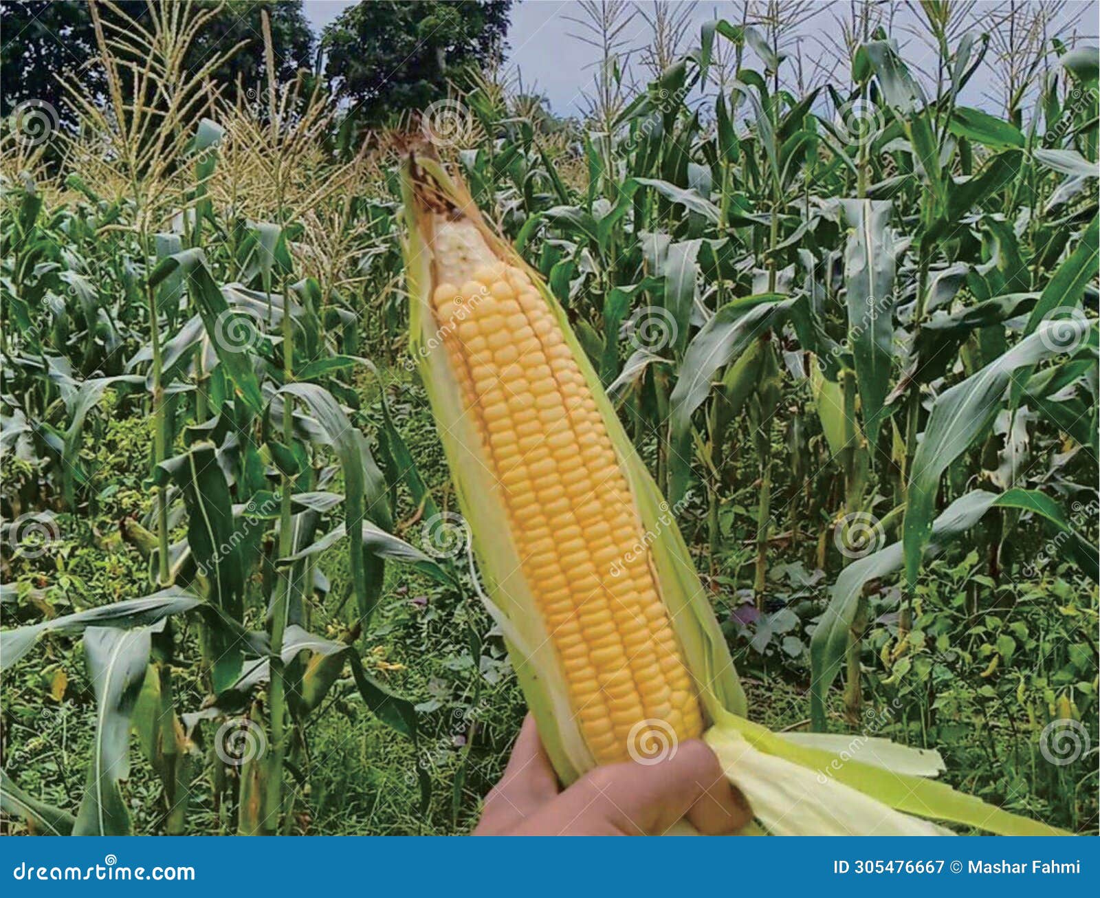 Sweet Corn and Corn Plants in Farmer S Garden Stock Image - Image of ...