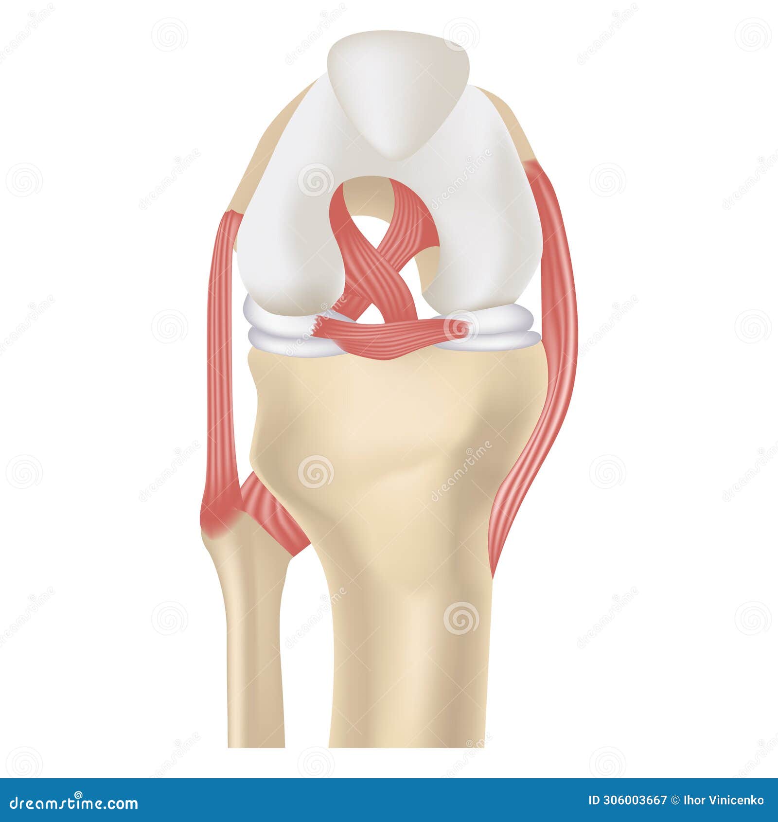 Rendering of the Knee Joint and Its Tendons. Cruciate Ligament Stock ...