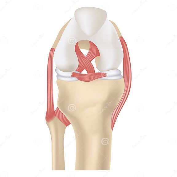 Rendering of the Knee Joint and Its Tendons. Cruciate Ligament Stock ...