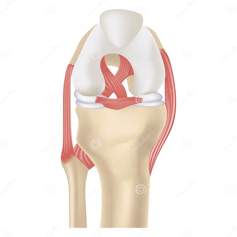 Rendering of the Knee Joint and Its Tendons. Cruciate Ligament Stock ...