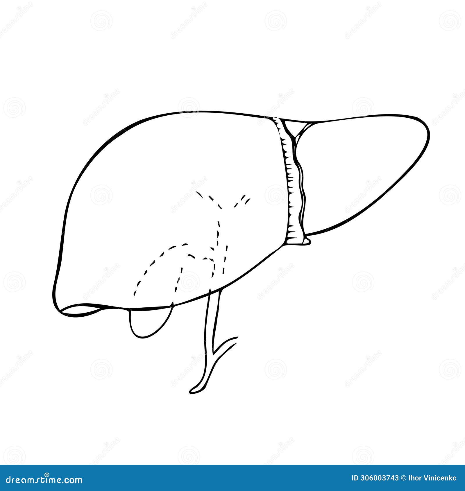 Drawing of the Liver and Gall Bladder with Simple Black Lines. Stock ...
