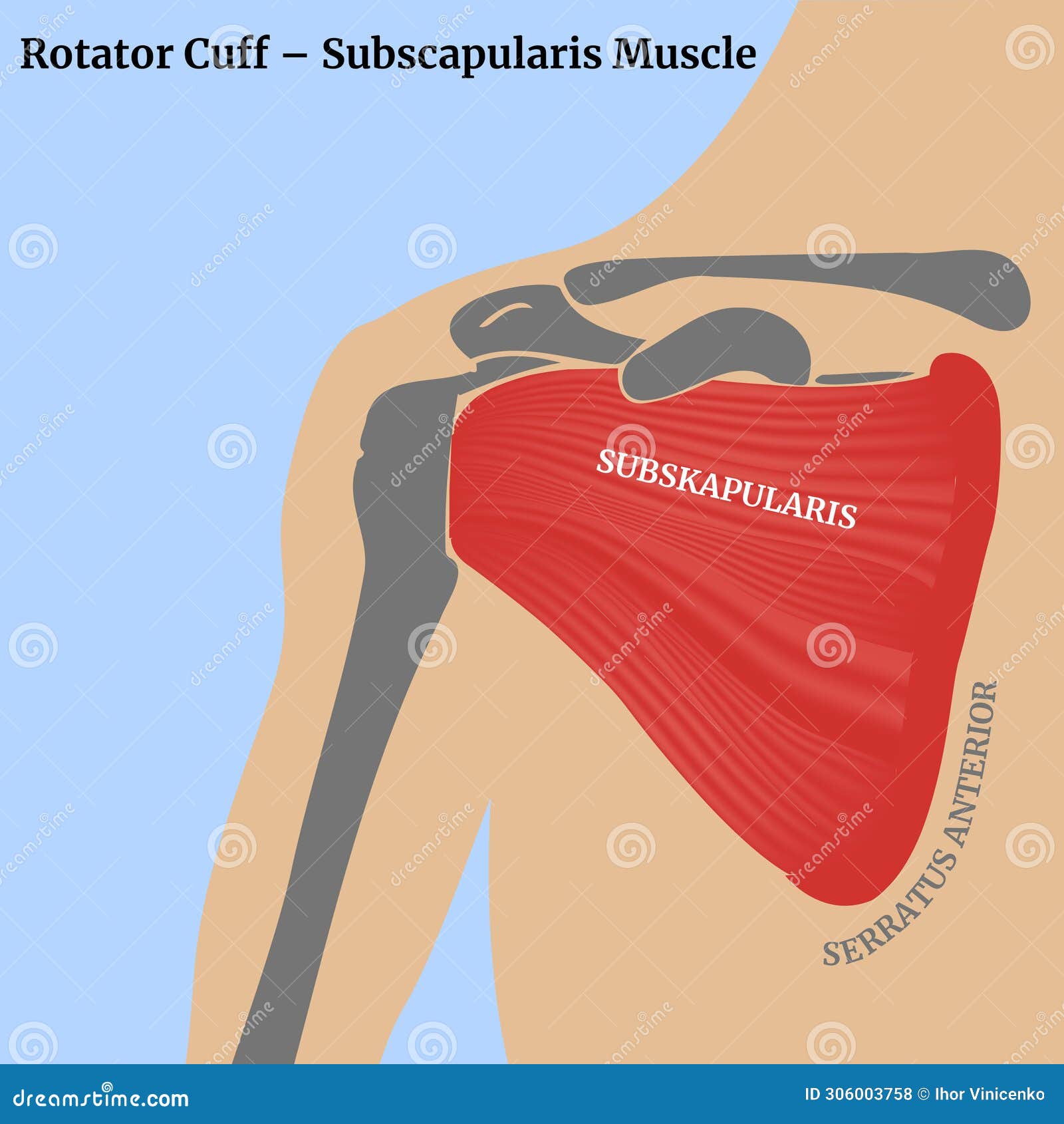 Rotator Cuff, Subscapularis Muscle. the Structure of the Muscles of the ...