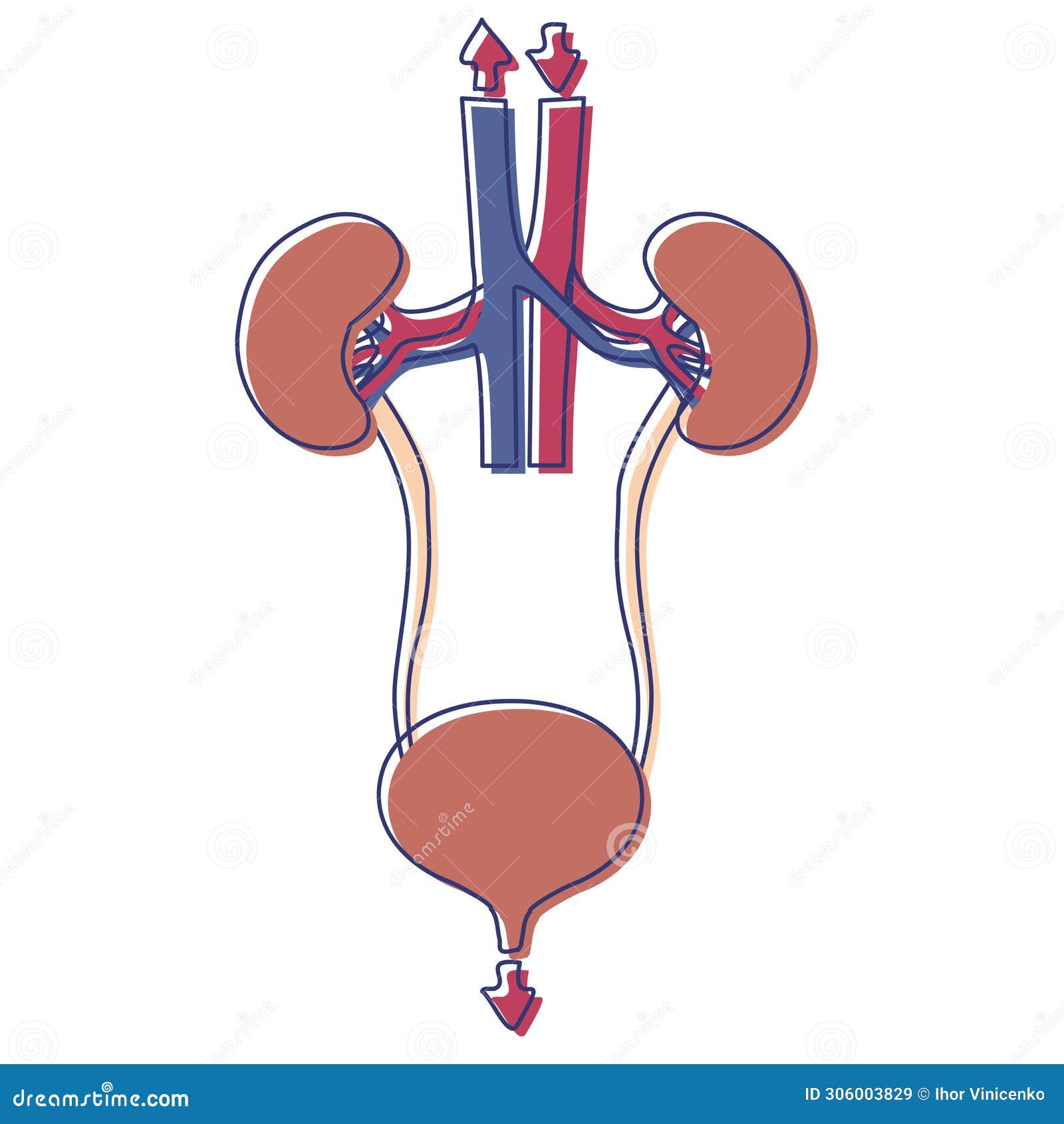 Diagram of the Human Urinary System. Stock Vector - Illustration of ...