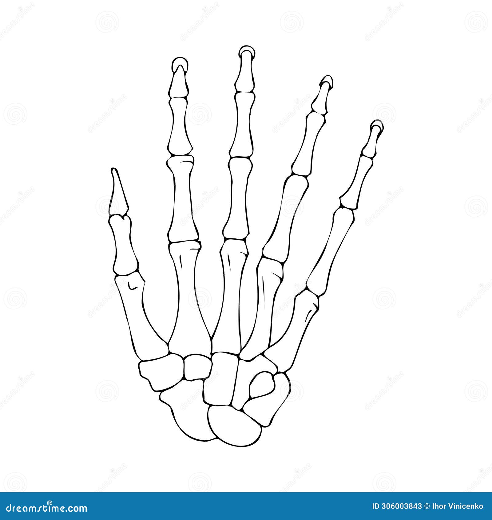 Contour Drawing of the Bones of the Human Hand. Stock Vector ...