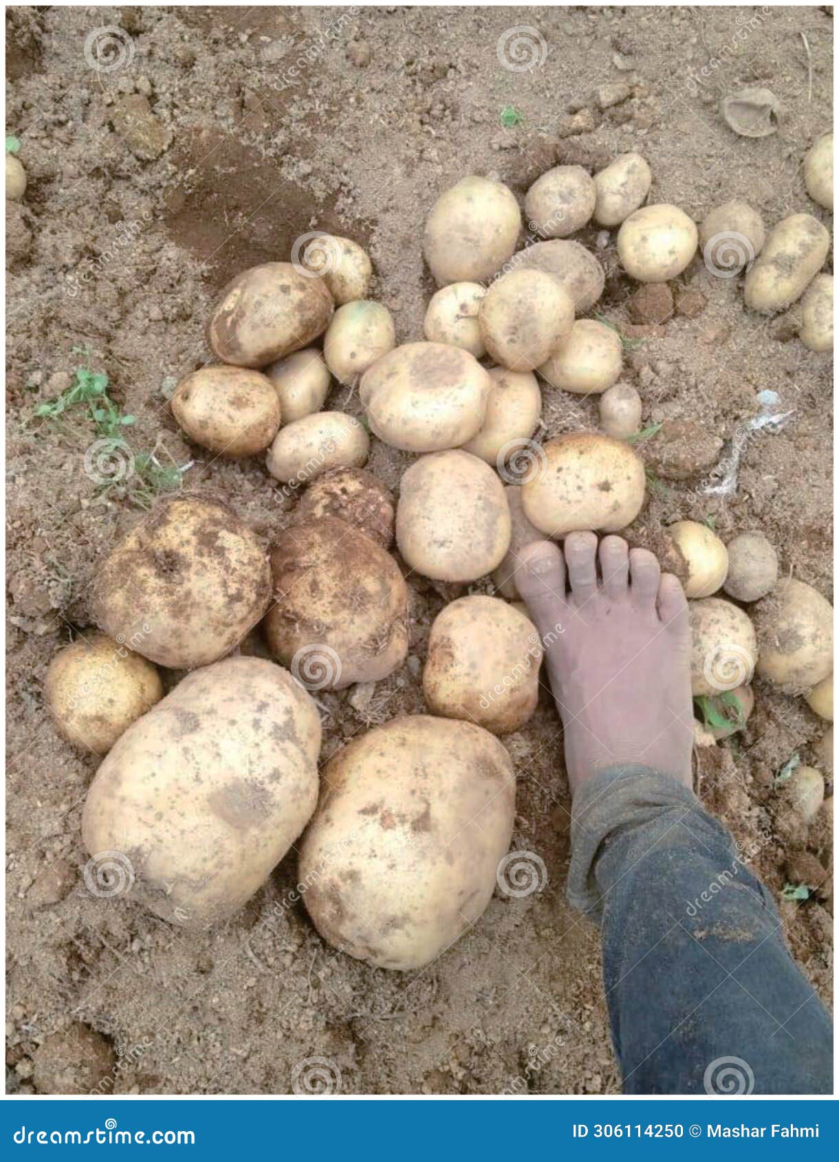 Jumbo Potatoes, Compare Them To Farmer S Feet Stock Photo - Image of ...