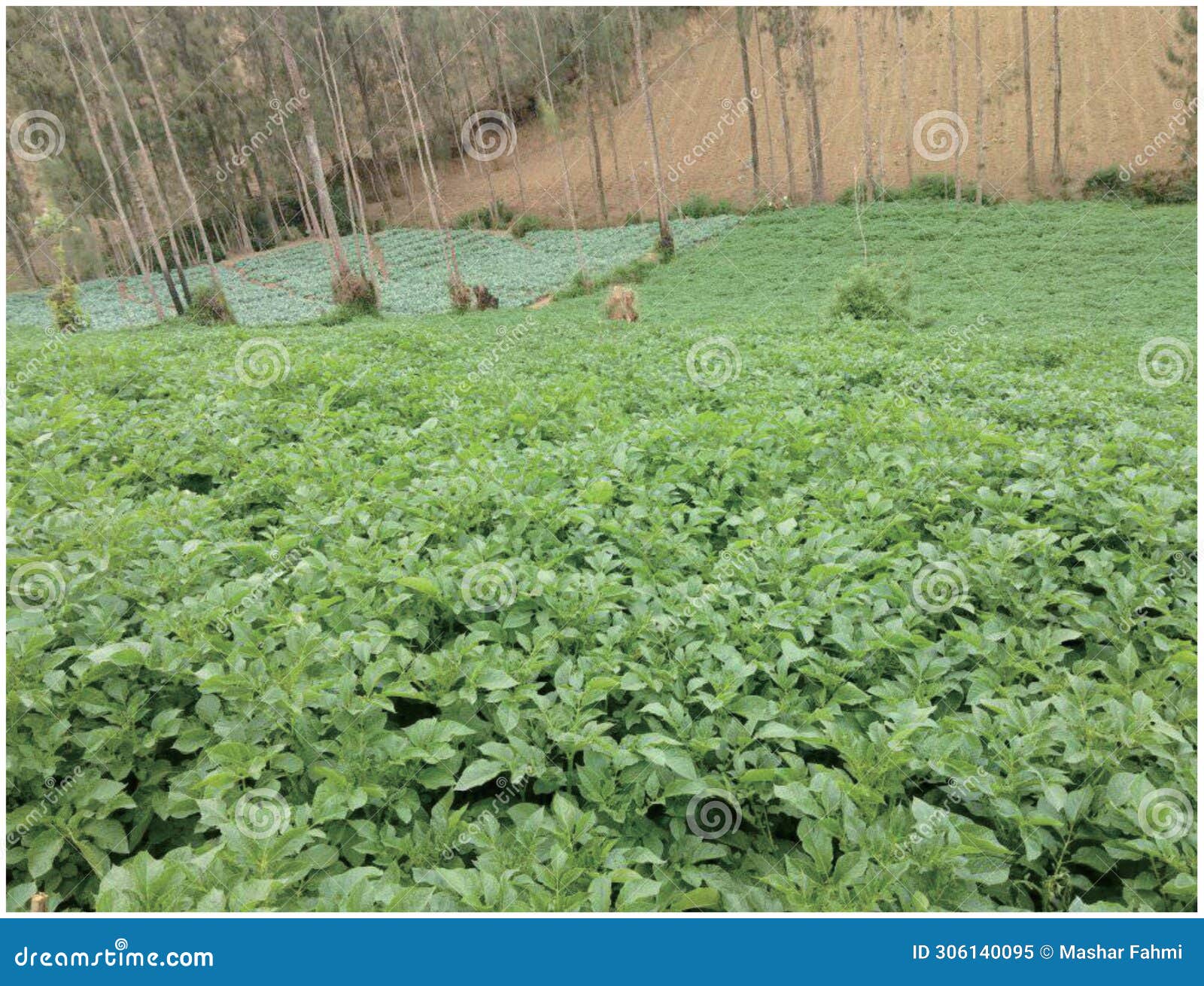 Potato Tree among Shrub Trees Stock Image - Image of earth, natural ...