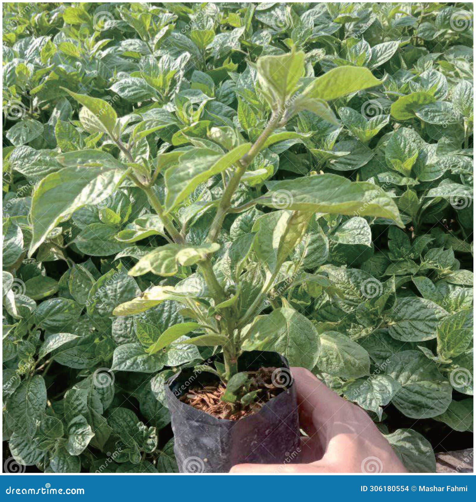 Choose Good Seeds, Young Seeds that Have Lots of Branches and Look ...