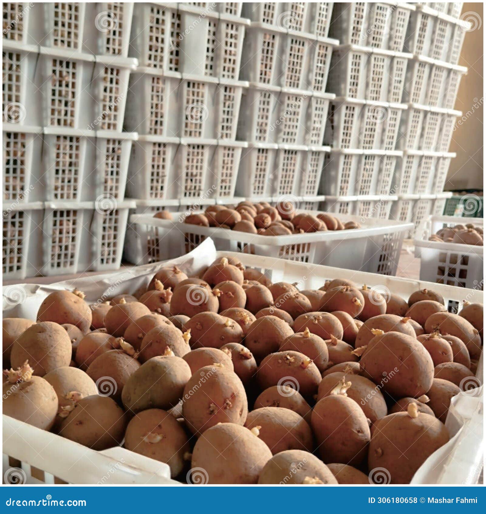 Grow potatoes into sprouts stock photo. Image of basket - 306180658