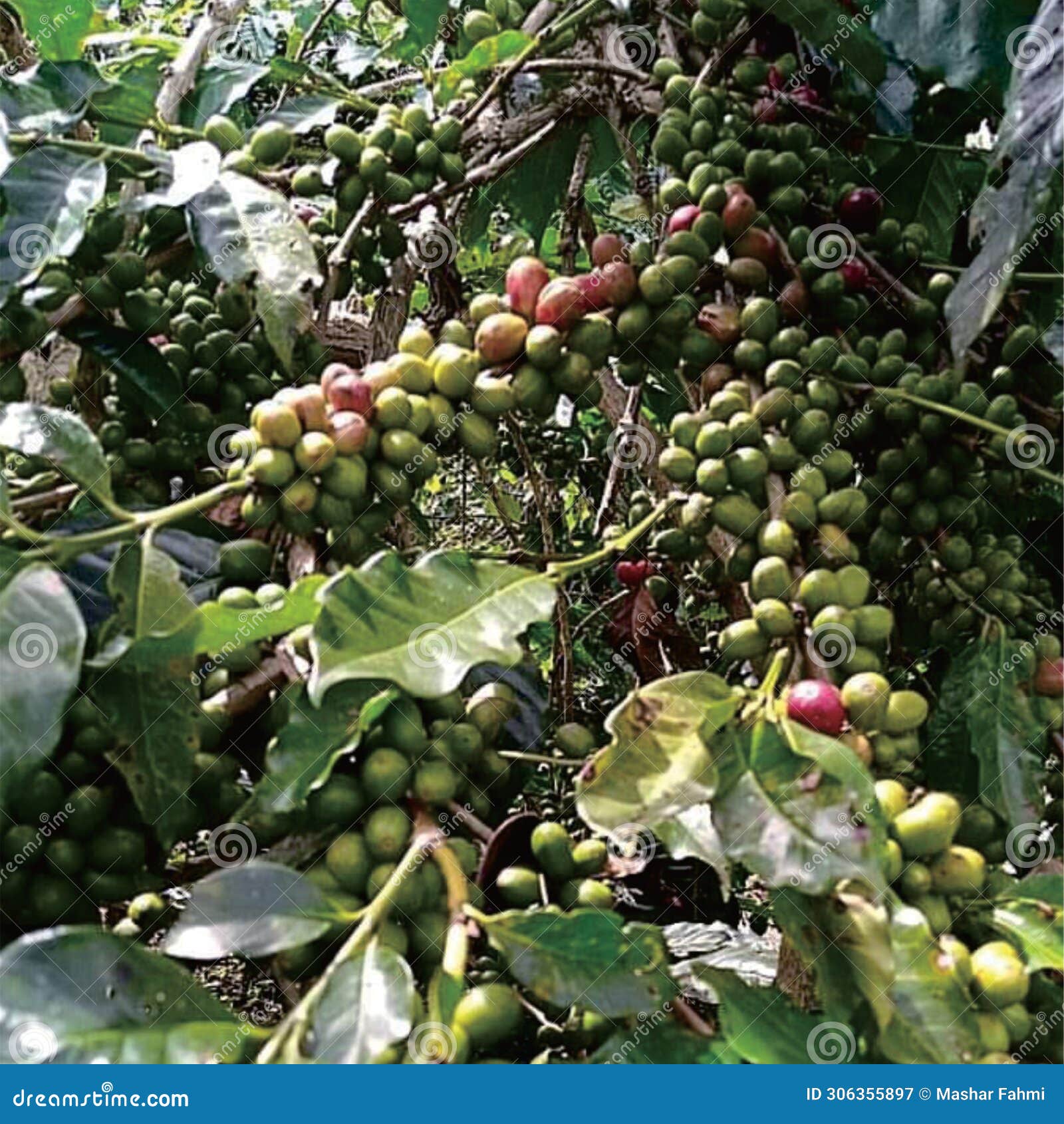 An Arabica Coffee Tree Laden with Fruit Stock Image - Image of arabica ...