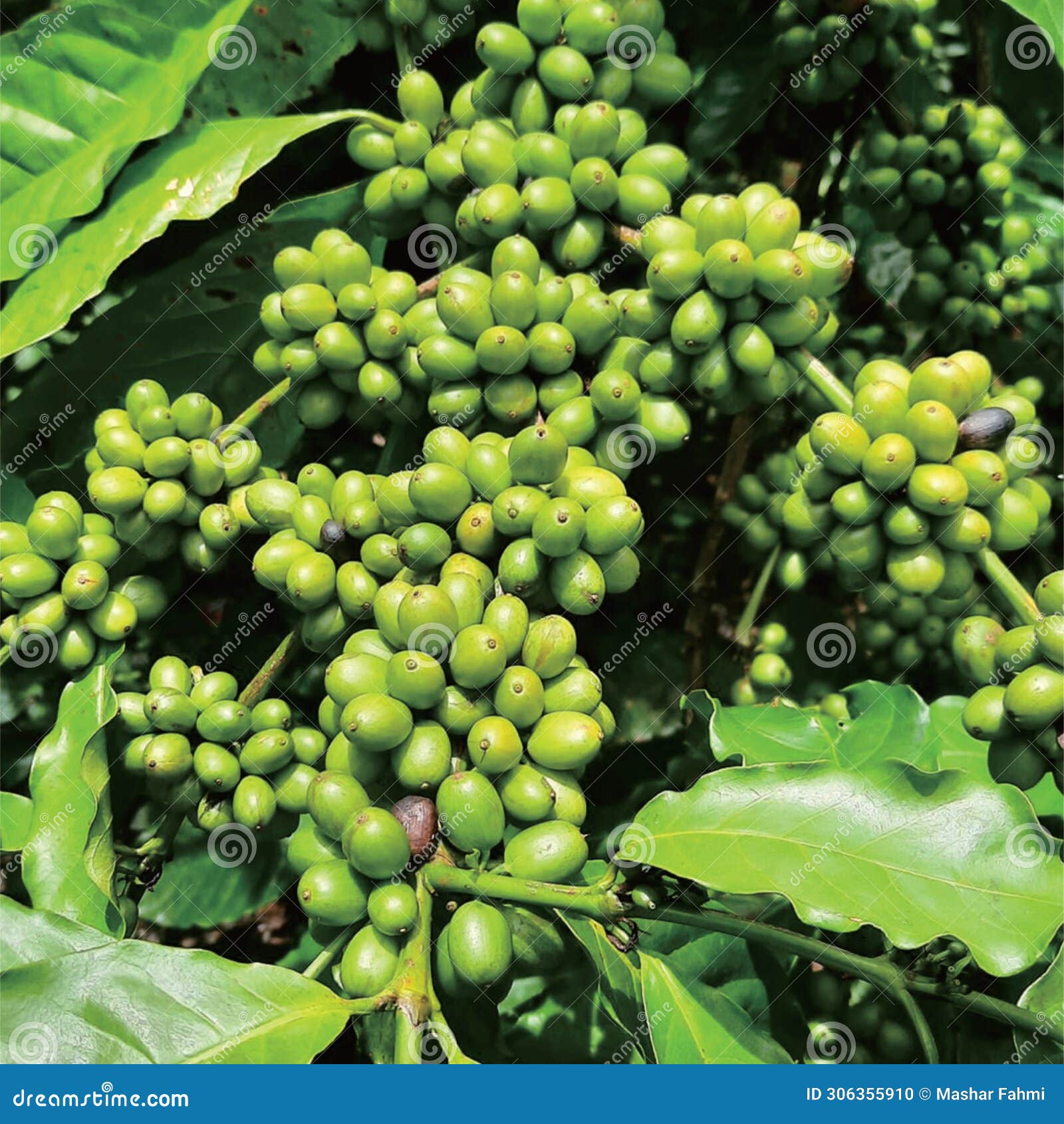 Arabica Coffee Produces a Lot of Fruit Stock Photo - Image of ...