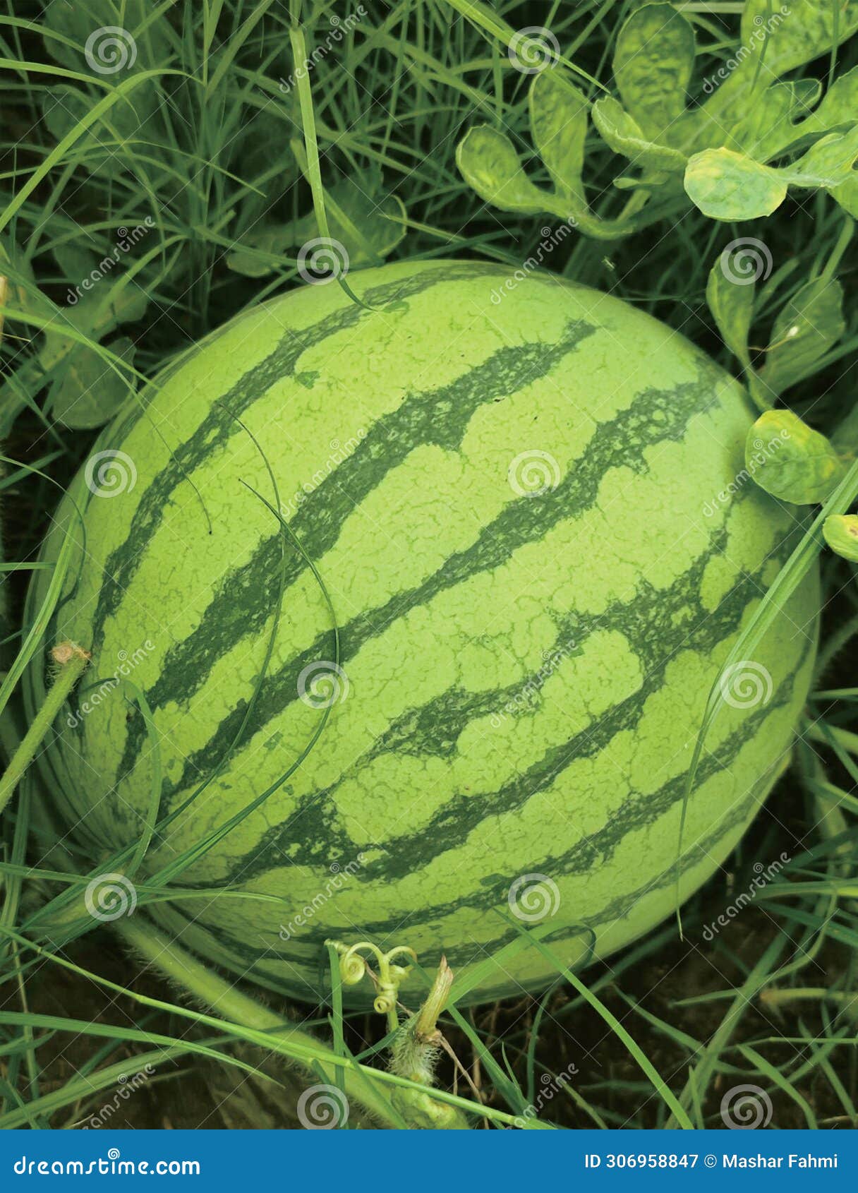 Large and Fresh Watermelons Ripening on the Tree Stock Image - Image of ...