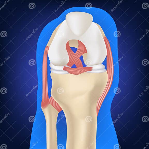 Cruciate Ligament, Leg Bones on a Blue Background. Stock Vector ...