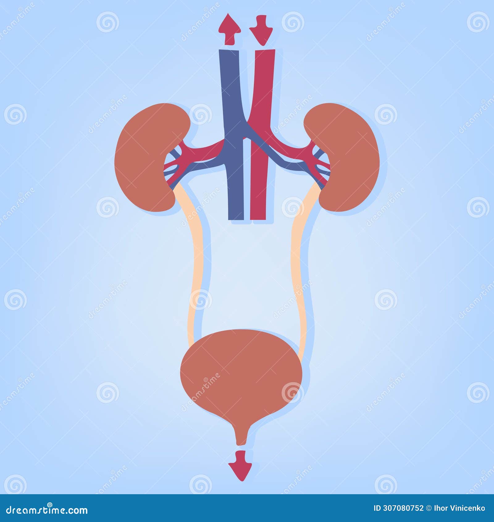 Urinary System. Kidneys and Bladder on a Blue Background Stock Vector ...