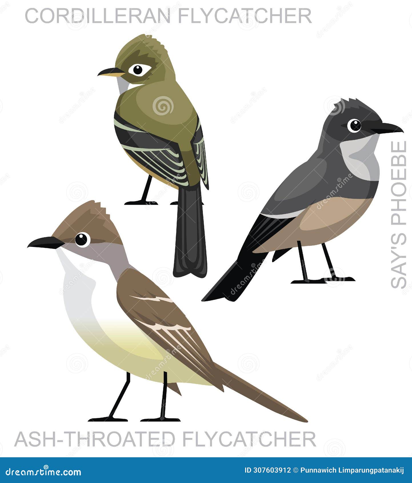 Bird Flycatcher Phoebe Utah Cartoon Vector Stock Vector - Illustration ...