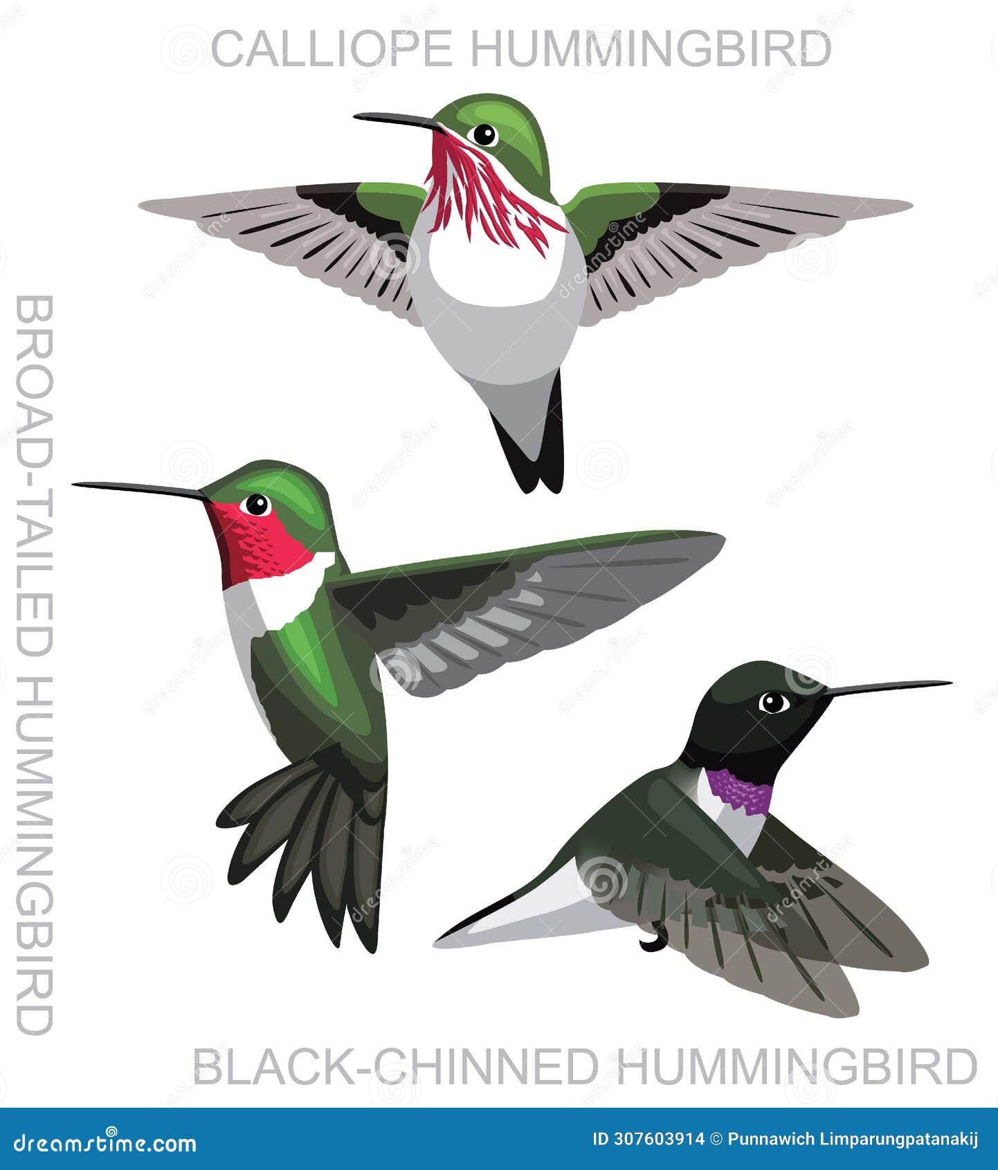 Bird Hummingbird Calliope Utah Cartoon Vector Stock Vector ...