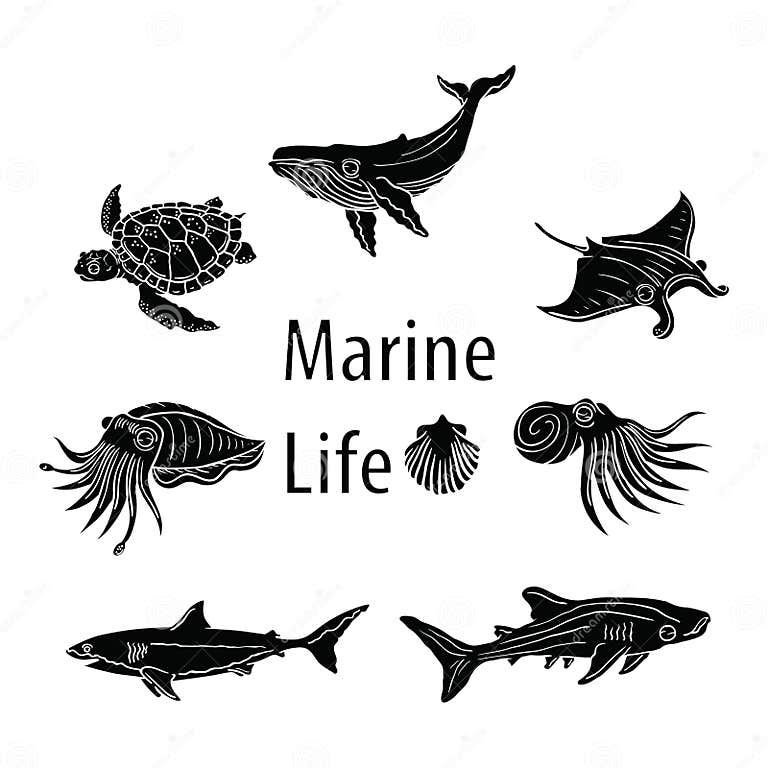 Marine Life Hand Drawing Vector Stock Vector - Illustration of insects ...