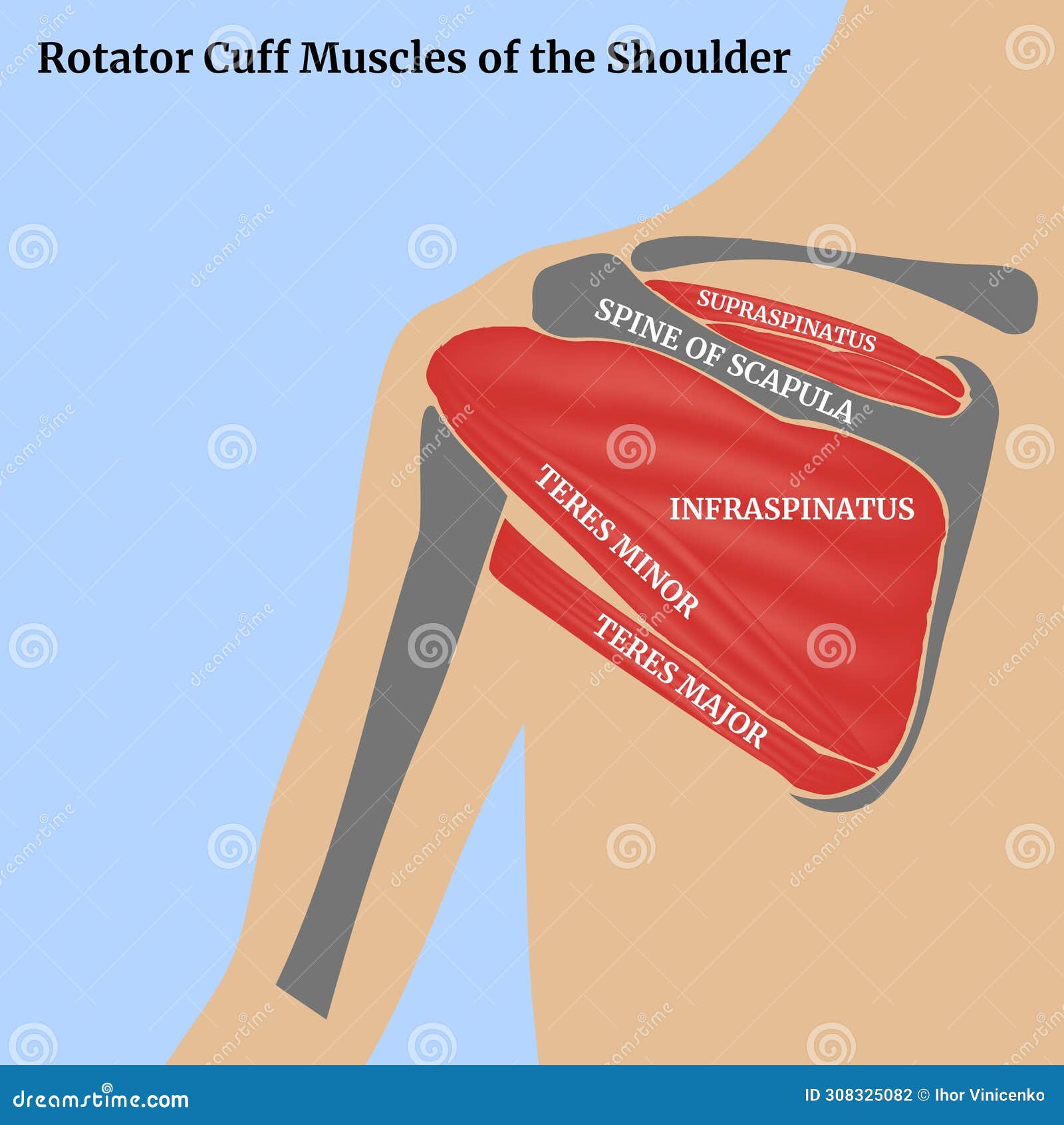 Muscles of the Scapula on the Back. Human Anatomy Stock Vector ...
