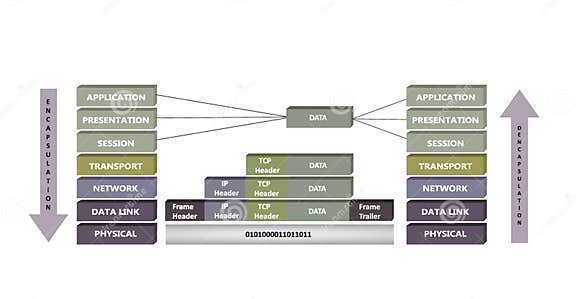 Encapsulation And Deencapsulation Proces In Osi Reference Model Stock