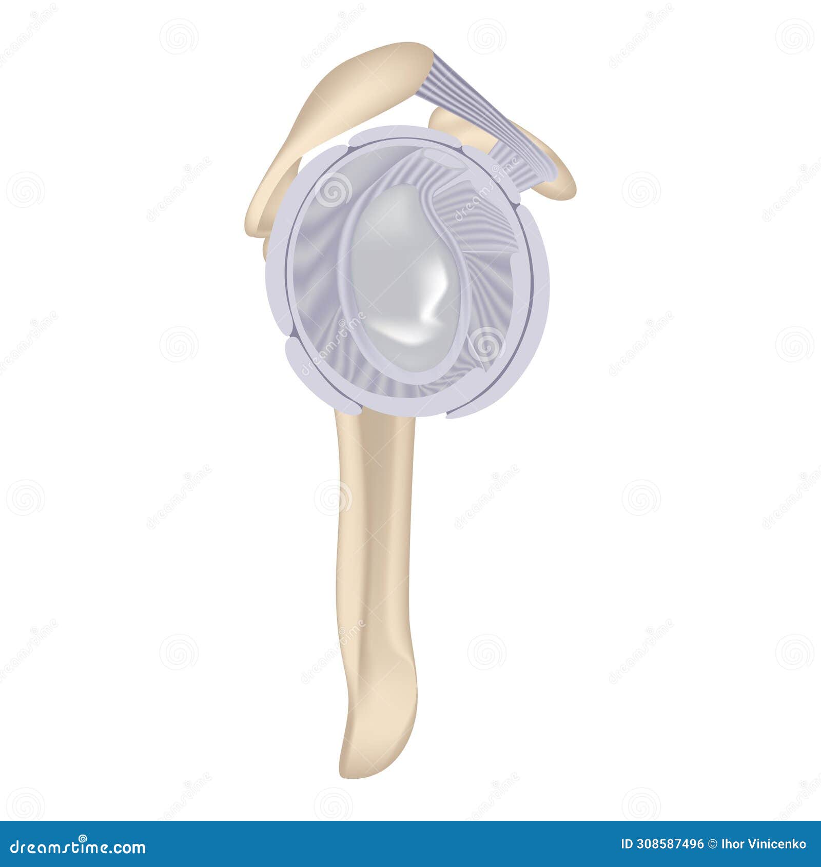 Anatomy Of The Clavicular Cavity And Ligaments. 3d Rendering Of A Bone ...