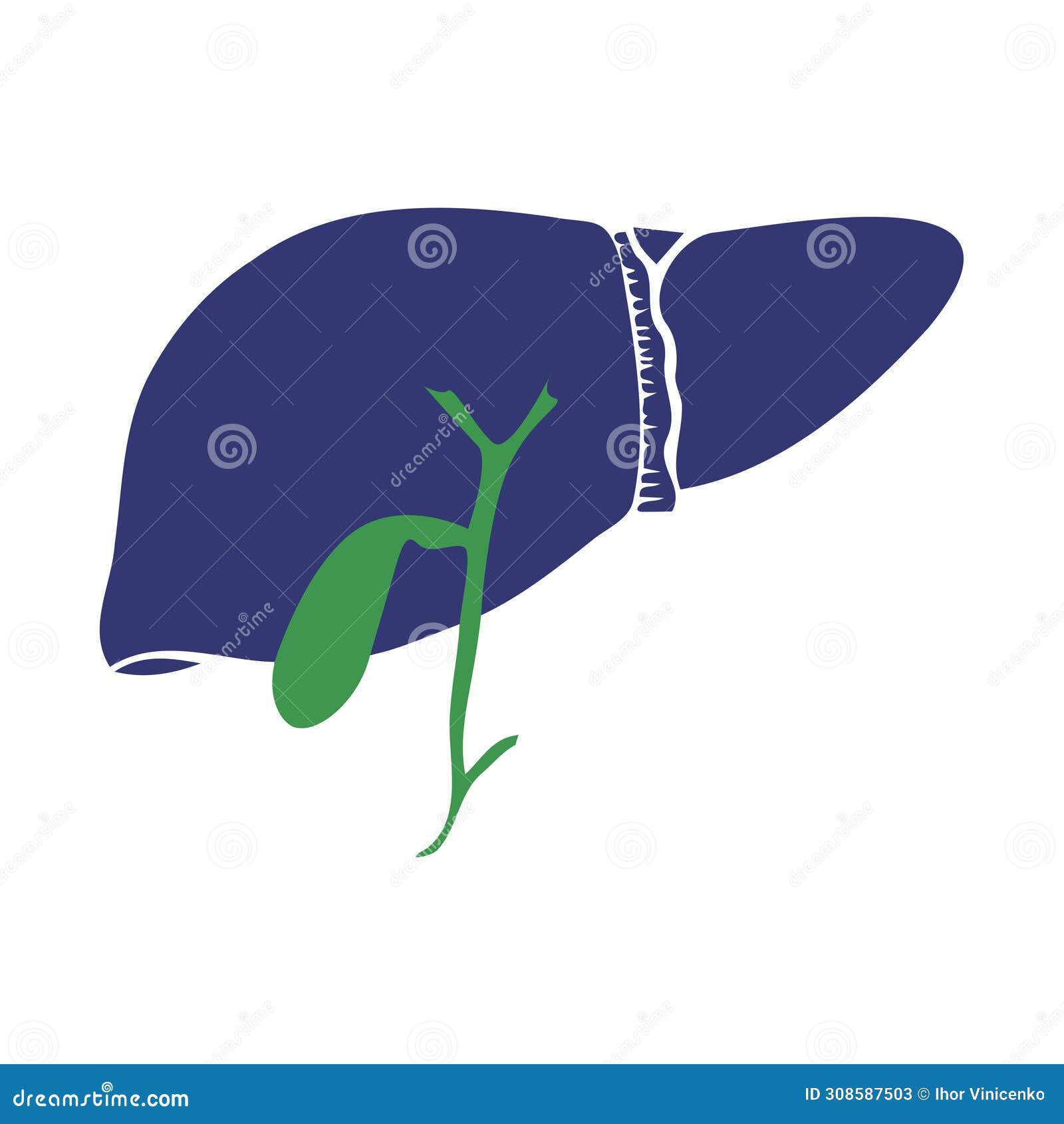 Blue Liver Icon with Gall Bladder. Stock Vector - Illustration of health, education: 308587503