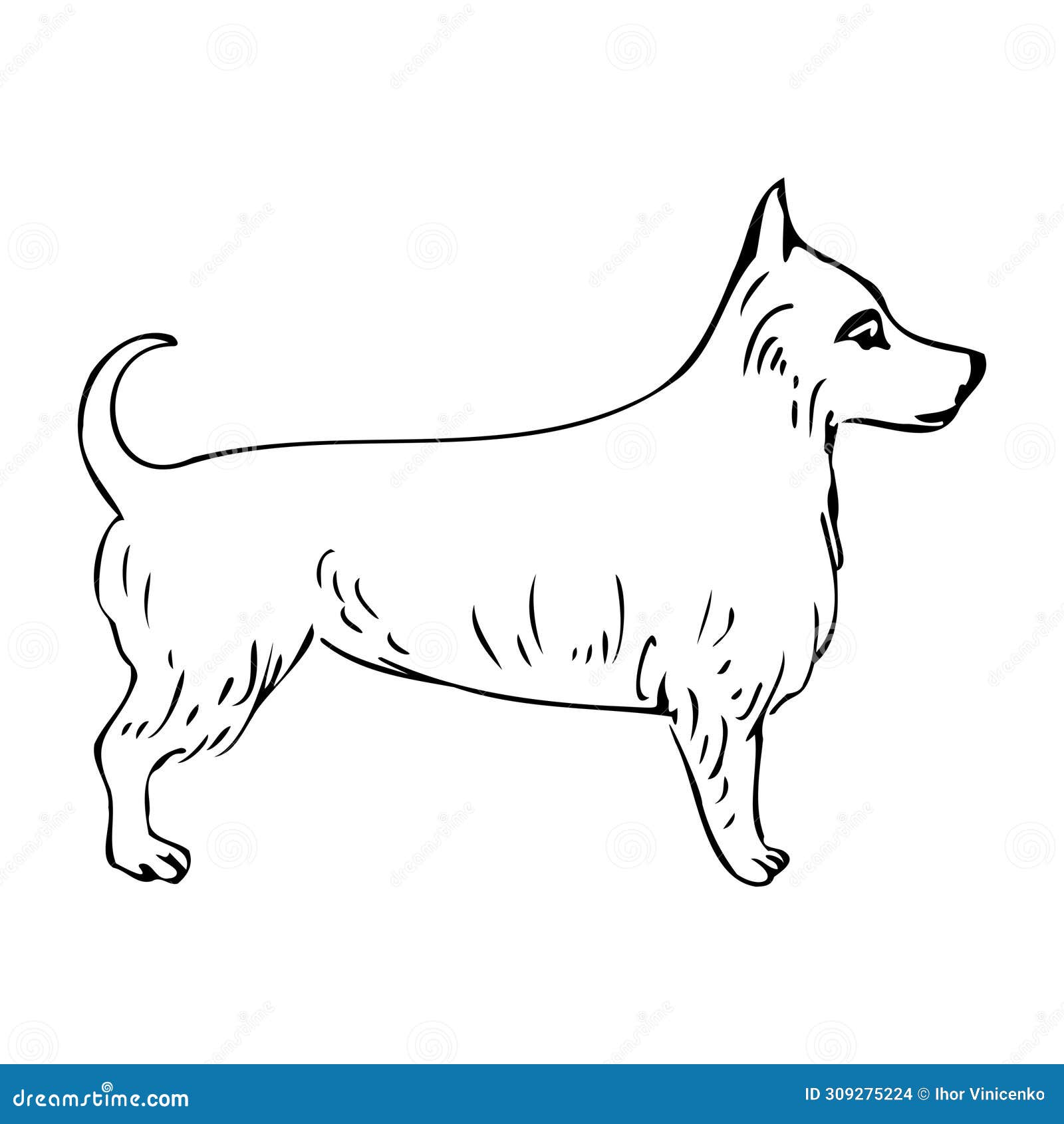 Minimalistic Black Line Drawing of an Australian Terrier. Stock Vector ...