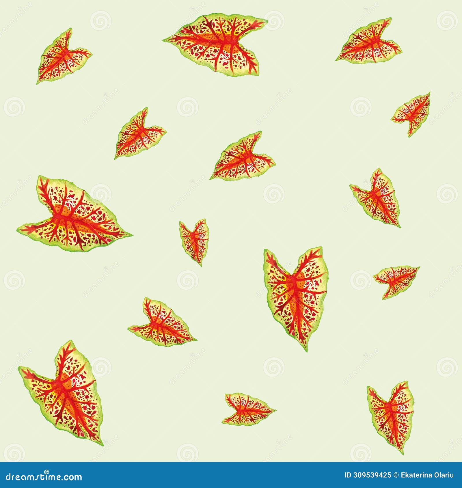 Caladium Leaves Icon. Tropical Leaf Of Caladium, Isolated On A White ...