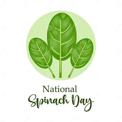 National Spinach Day Sign and Badge Vector Stock Vector - Illustration ...