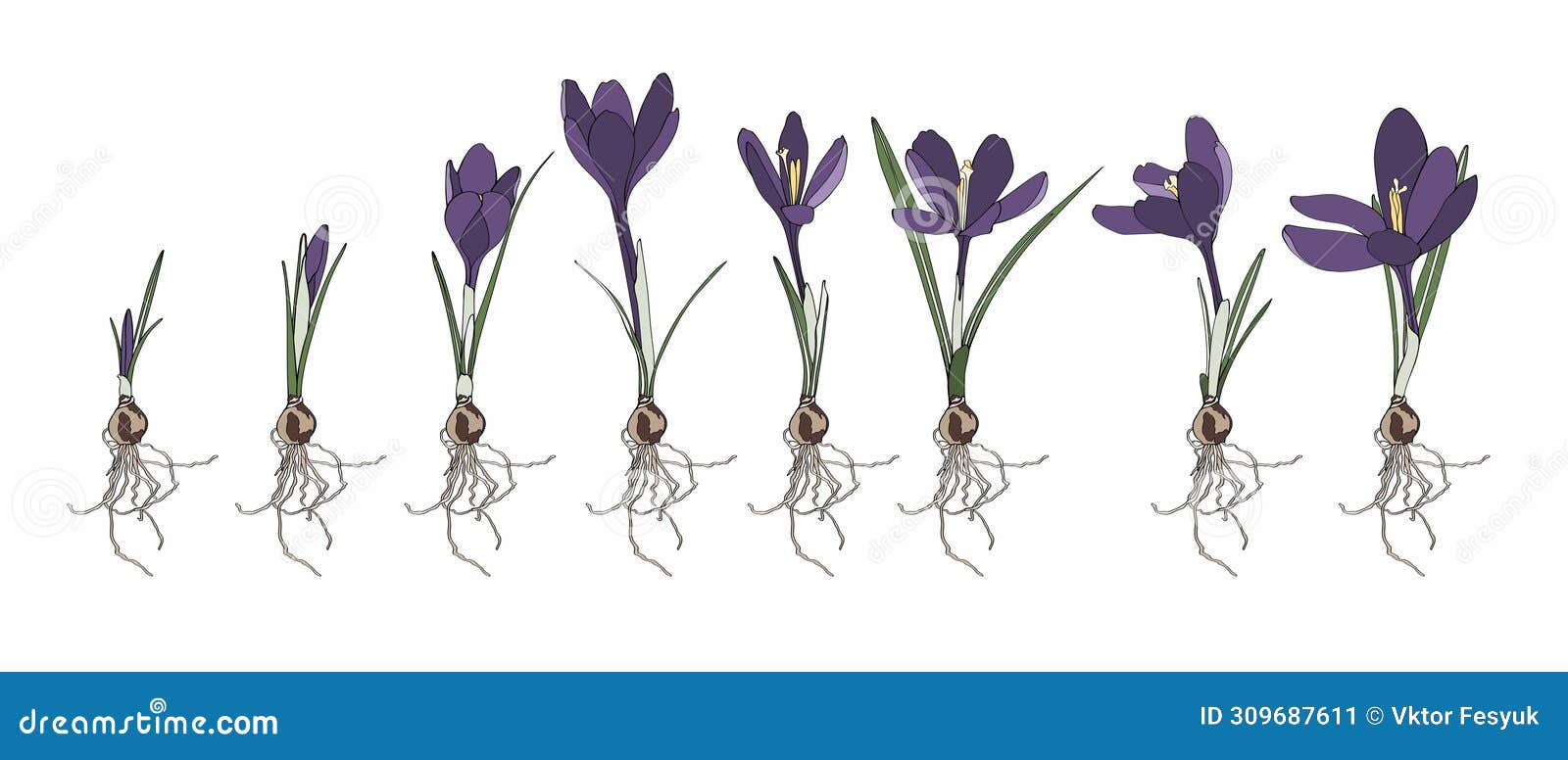 Saffron Graphic Flower, Simple Colored Isolated Big Set. Crocus ...