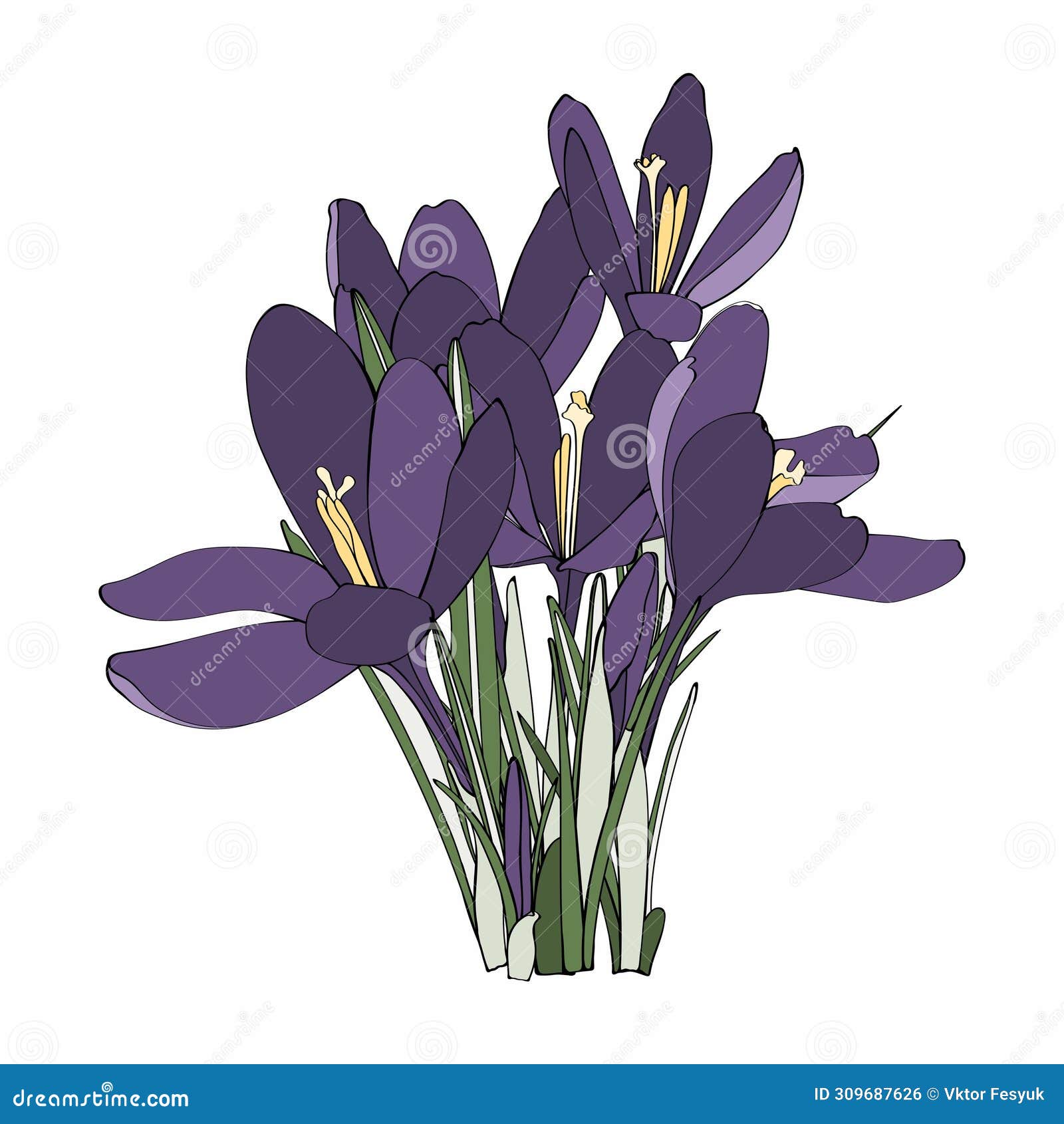 Sketch Floral Illustration. Simple Colored Drawing of Crocus Flowers in ...