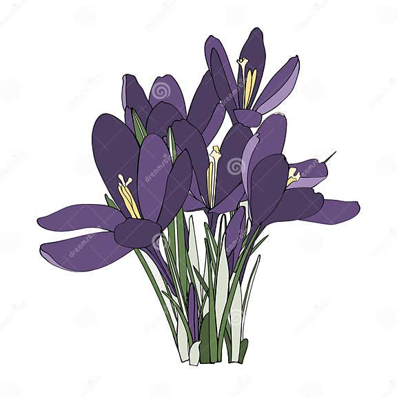 Sketch Floral Illustration. Simple Colored Drawing of Crocus Flowers in ...