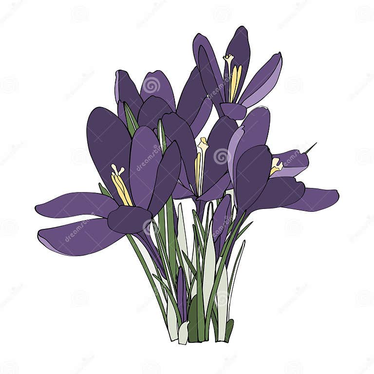 Sketch Floral Illustration. Simple Colored Drawing of Crocus Flowers in ...
