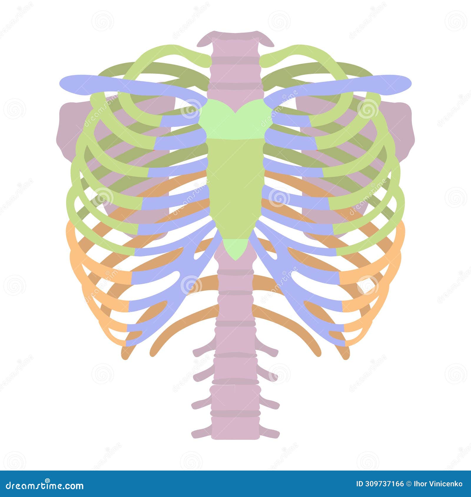 Skeleton Concept for Medical Design. Human Ribs with Sections Labeled ...