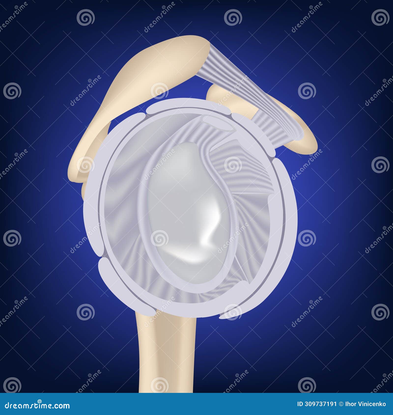 Anatomy Of The Clavicular Cavity And Ligaments. 3d Rendering Of A Bone ...