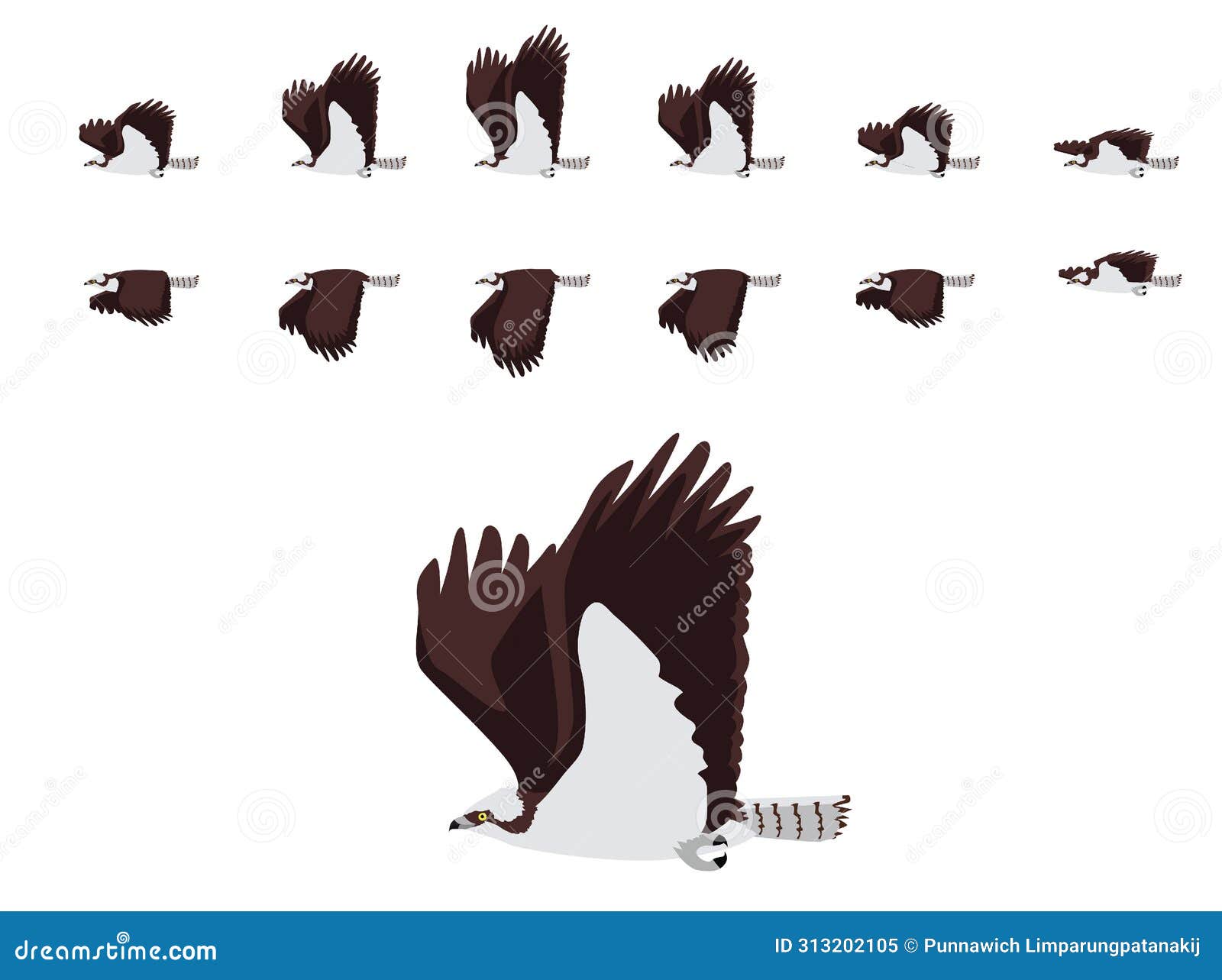 Osprey Flying Animal Animation Sequence Cartoon Vector Stock Vector ...